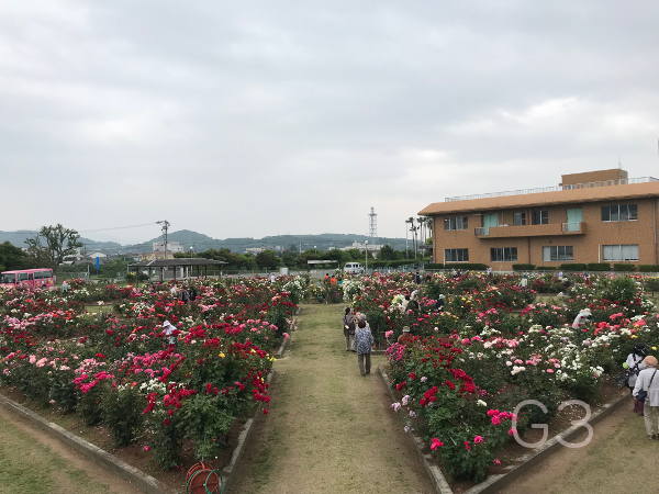 大牟田にいる作者のはんぶん日常日記(2023年6月09日）中学校再編